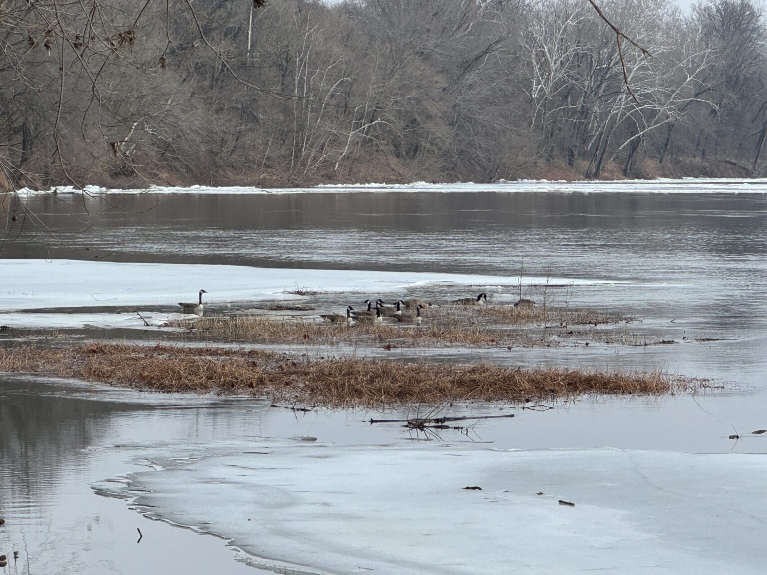 Geese don’t mind the ice - Hancock News